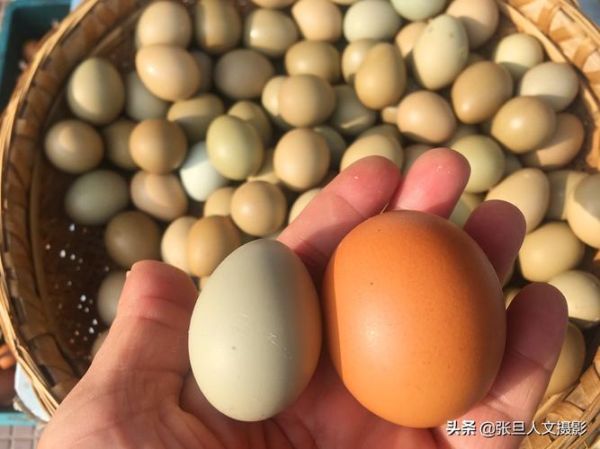 野鸡蛋和普通鸡蛋的区别_哪个营养价值更高-第1张图片-山城妙识 野鸡蛋和普通鸡蛋的区别_哪个营养价值更高-第1张图片-山城妙识