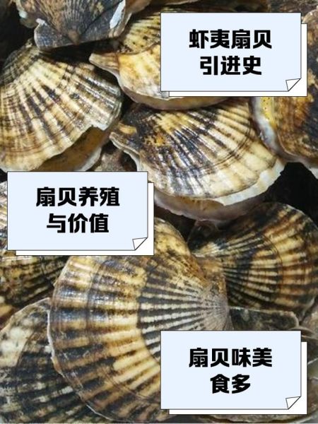 虾夷扇贝怎么做好吃_虾夷扇贝产地在哪里-第2张图片-山城妙识 虾夷扇贝怎么做好吃_虾夷扇贝产地在哪里-第2张图片-山城妙识
