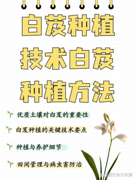 白芨种植前景如何_白芨种植赚钱吗-第1张图片-山城妙识 白芨种植前景如何_白芨种植赚钱吗-第1张图片-山城妙识