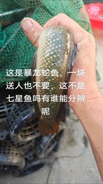 蛇鱼的功效与禁忌_什么人不能吃蛇鱼-第1张图片-山城妙识 蛇鱼的功效与禁忌_什么人不能吃蛇鱼-第1张图片-山城妙识