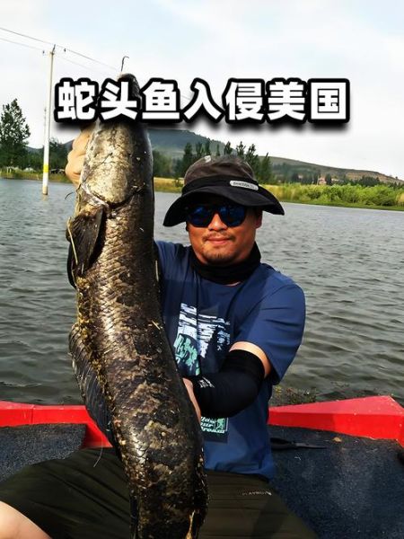 蛇鱼的功效与禁忌_什么人不能吃蛇鱼-第3张图片-山城妙识 蛇鱼的功效与禁忌_什么人不能吃蛇鱼-第3张图片-山城妙识