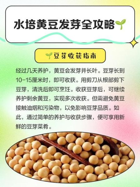 黄豆芽要焯水吗_焯水多久才安全-第2张图片-山城妙识 黄豆芽要焯水吗_焯水多久才安全-第2张图片-山城妙识