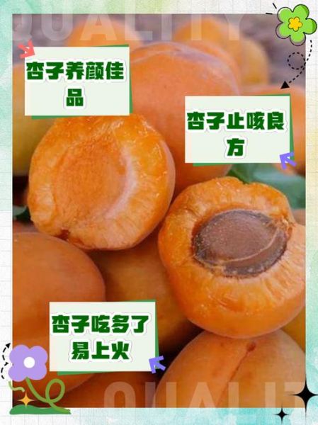 杏子吃多了有什么坏处_杏子一天吃几个合适-第1张图片-山城妙识 杏子吃多了有什么坏处_杏子一天吃几个合适-第1张图片-山城妙识