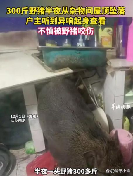 野猪会不会攻击人_野猪伤人怎么办-第1张图片-山城妙识 野猪会不会攻击人_野猪伤人怎么办-第1张图片-山城妙识