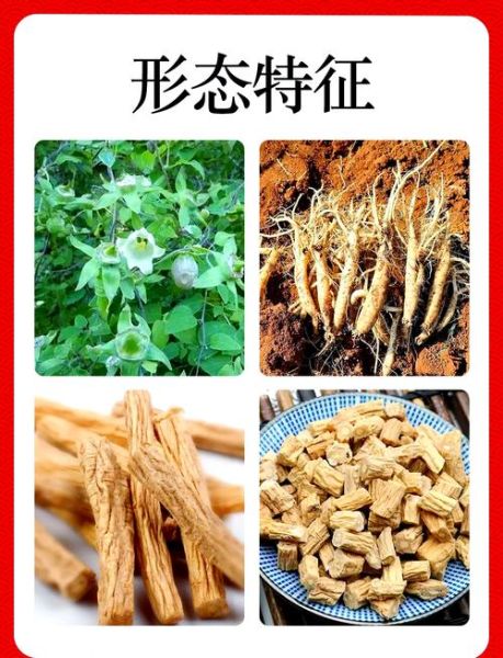 党参的功效与作用禁忌_党参怎么吃效果最好-第1张图片-山城妙识 党参的功效与作用禁忌_党参怎么吃效果最好-第1张图片-山城妙识