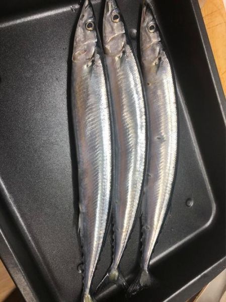 秋刀鱼多少钱一斤_秋刀鱼价格受哪些因素影响-第1张图片-山城妙识 秋刀鱼多少钱一斤_秋刀鱼价格受哪些因素影响-第1张图片-山城妙识