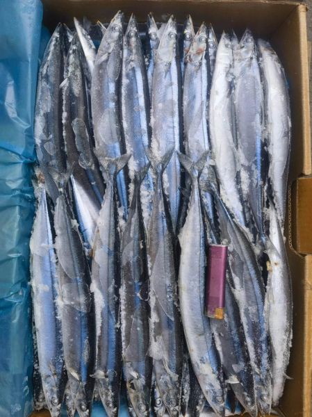 秋刀鱼多少钱一斤_秋刀鱼价格受哪些因素影响-第2张图片-山城妙识 秋刀鱼多少钱一斤_秋刀鱼价格受哪些因素影响-第2张图片-山城妙识