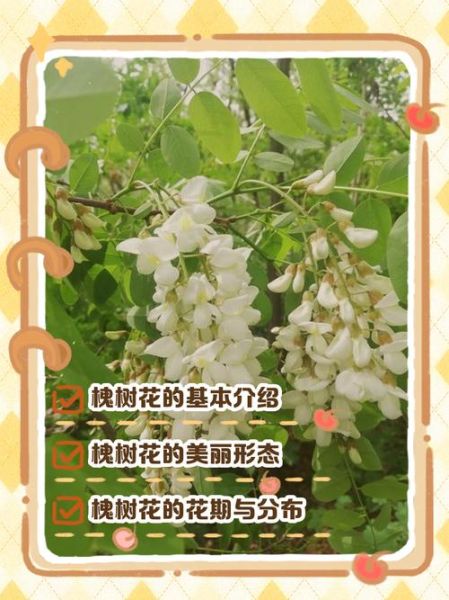 槐树花怎么保存_新鲜槐花长期储存方法-第3张图片-山城妙识 槐树花怎么保存_新鲜槐花长期储存方法-第3张图片-山城妙识