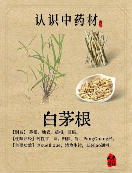 茅草根图片长什么样_茅草根的功效与作用-第1张图片-山城妙识 茅草根图片长什么样_茅草根的功效与作用-第1张图片-山城妙识