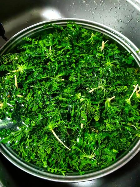 荠菜饺子馅怎么调好吃_荠菜饺子馅的调法-第2张图片-山城妙识 荠菜饺子馅怎么调好吃_荠菜饺子馅的调法-第2张图片-山城妙识