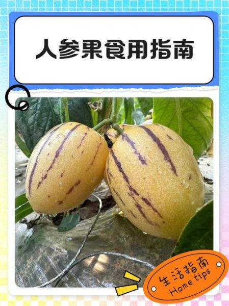 人参果怎么吃_人参果的食用禁忌-第3张图片-山城妙识 人参果怎么吃_人参果的食用禁忌-第3张图片-山城妙识