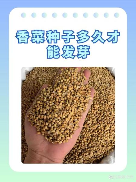 香菜怎么种植容易发芽_香菜种子几天能出苗-第1张图片-山城妙识 香菜怎么种植容易发芽_香菜种子几天能出苗-第1张图片-山城妙识