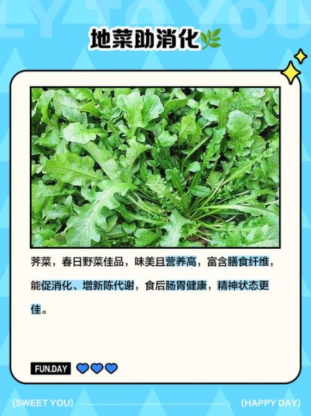 地菜图片功效_地菜怎么吃最营养-第2张图片-山城妙识 地菜图片功效_地菜怎么吃最营养-第2张图片-山城妙识