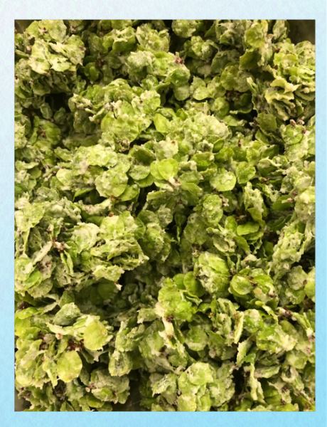 榆钱粥怎么做_榆钱粥的吃法大全-第1张图片-山城妙识 榆钱粥怎么做_榆钱粥的吃法大全-第1张图片-山城妙识