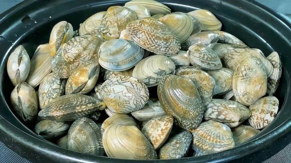 花甲哪些人不能吃_花甲禁忌人群有哪些-第3张图片-山城妙识