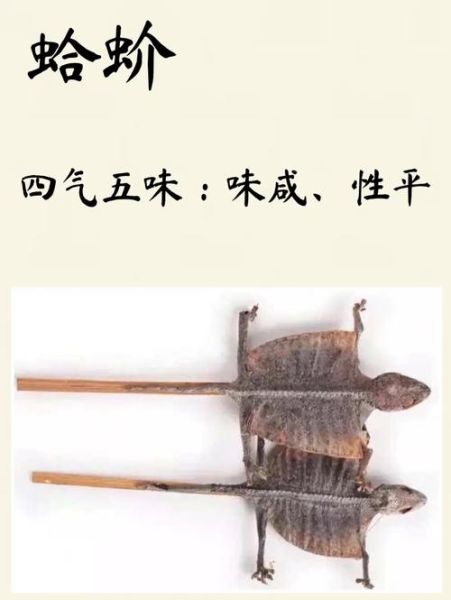 蛤蚧的功效与作用及食用方法_蛤蚧怎么吃效果最好-第3张图片-山城妙识