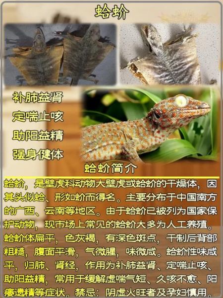 蛤蚧的功效与作用及食用方法_蛤蚧怎么吃效果最好-第2张图片-山城妙识