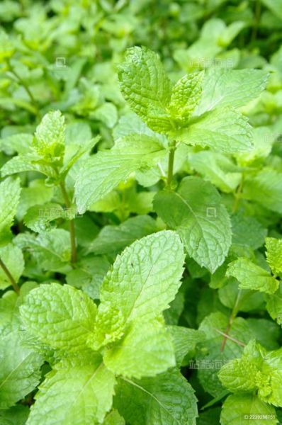 薄荷图片大全_薄荷长什么样-第2张图片-山城妙识 薄荷图片大全_薄荷长什么样-第2张图片-山城妙识