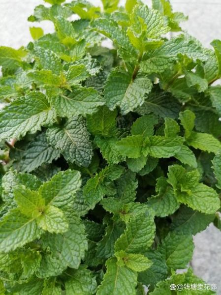 薄荷图片大全_薄荷长什么样-第1张图片-山城妙识 薄荷图片大全_薄荷长什么样-第1张图片-山城妙识