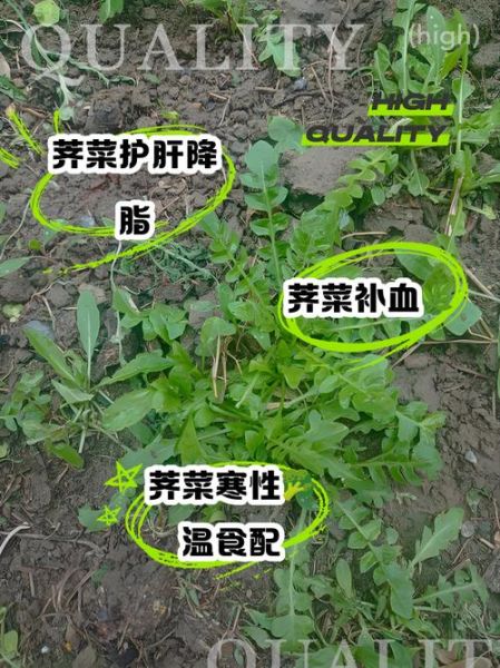 荠菜的功效与作用禁忌_荠菜怎么吃最好-第1张图片-山城妙识 荠菜的功效与作用禁忌_荠菜怎么吃最好-第1张图片-山城妙识
