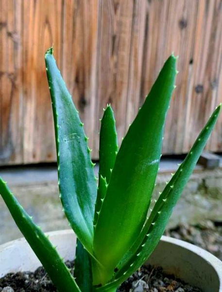 芦荟为什么不能送人_风水禁忌有哪些-第2张图片-山城妙识 芦荟为什么不能送人_风水禁忌有哪些-第2张图片-山城妙识