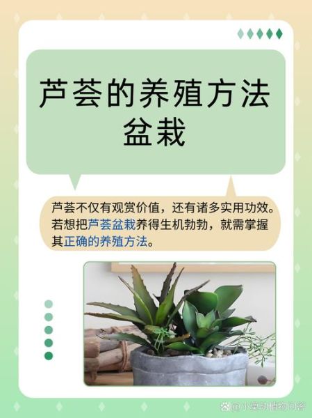 芦荟为什么不能送人_风水禁忌有哪些-第3张图片-山城妙识 芦荟为什么不能送人_风水禁忌有哪些-第3张图片-山城妙识