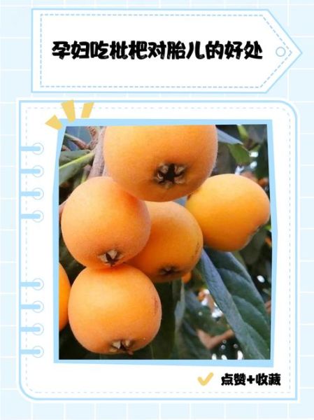 孕妇可以吃枇杷吗_枇杷对胎儿的影响-第3张图片-山城妙识 孕妇可以吃枇杷吗_枇杷对胎儿的影响-第3张图片-山城妙识