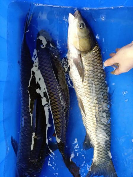 草鱼图片大全图_草鱼高清图鉴怎么拍-第1张图片-山城妙识 草鱼图片大全图_草鱼高清图鉴怎么拍-第1张图片-山城妙识