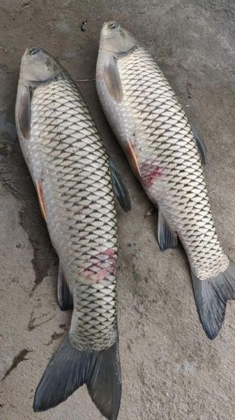 草鱼图片大全图_草鱼高清图鉴怎么拍-第2张图片-山城妙识 草鱼图片大全图_草鱼高清图鉴怎么拍-第2张图片-山城妙识