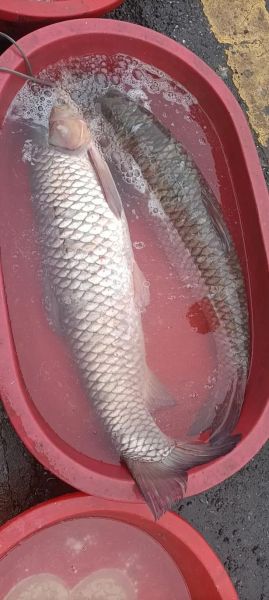 草鱼图片大全图_草鱼高清图鉴怎么拍-第3张图片-山城妙识 草鱼图片大全图_草鱼高清图鉴怎么拍-第3张图片-山城妙识