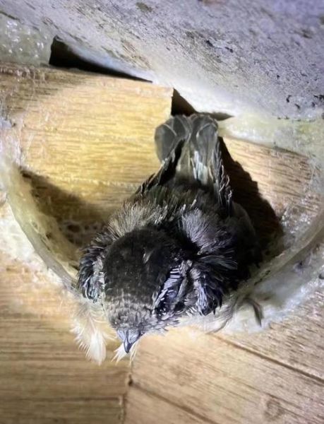 金丝燕多少钱一只_金丝燕价格受哪些因素影响-第3张图片-山城妙识 金丝燕多少钱一只_金丝燕价格受哪些因素影响-第3张图片-山城妙识