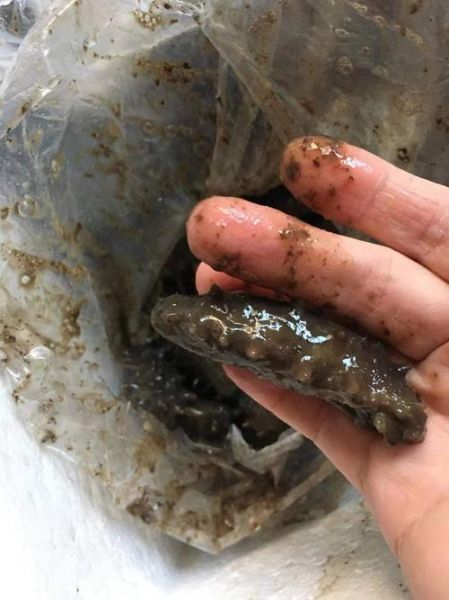 海参变质图片_怎么判断海参坏了-第3张图片-山城妙识