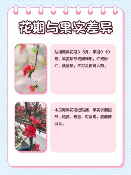 木瓜海棠怎么养_木瓜海棠和贴梗海棠区别-第2张图片-山城妙识 木瓜海棠怎么养_木瓜海棠和贴梗海棠区别-第2张图片-山城妙识