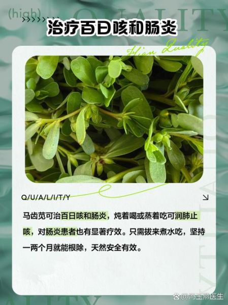 干的马齿苋怎么吃最好_干的马齿苋怎么泡发-第3张图片-山城妙识 干的马齿苋怎么吃最好_干的马齿苋怎么泡发-第3张图片-山城妙识