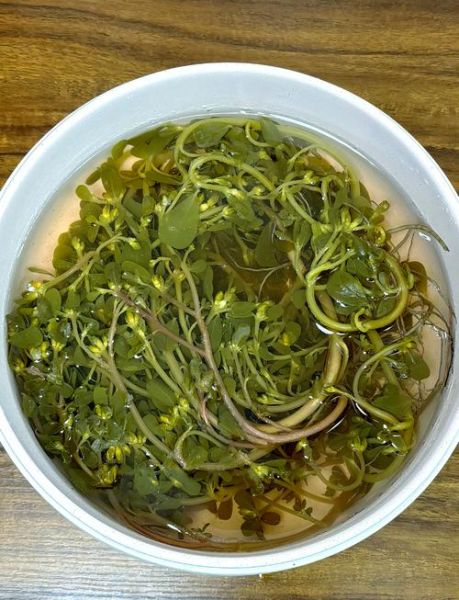 干的马齿苋怎么吃最好_干的马齿苋怎么泡发-第2张图片-山城妙识 干的马齿苋怎么吃最好_干的马齿苋怎么泡发-第2张图片-山城妙识