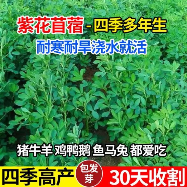 紫花苜蓿草籽多少钱一斤_紫花苜蓿草籽怎么种-第1张图片-山城妙识 紫花苜蓿草籽多少钱一斤_紫花苜蓿草籽怎么种-第1张图片-山城妙识