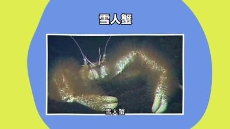 雪人蟹是什么_雪人蟹生活在哪-第2张图片-山城妙识 雪人蟹是什么_雪人蟹生活在哪-第2张图片-山城妙识