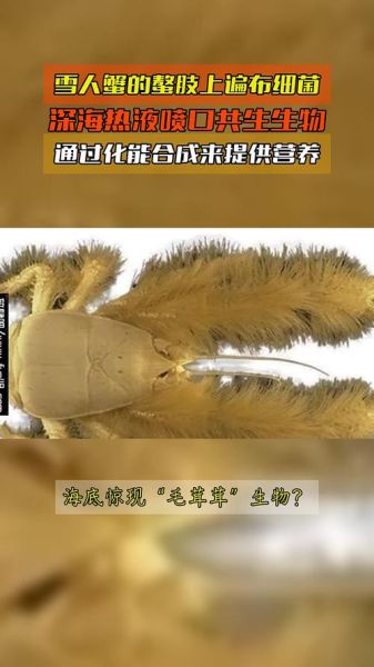 雪人蟹是什么_雪人蟹生活在哪-第3张图片-山城妙识 雪人蟹是什么_雪人蟹生活在哪-第3张图片-山城妙识