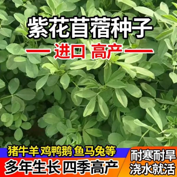 紫花苜蓿草籽多少钱一斤_紫花苜蓿草籽怎么种-第2张图片-山城妙识 紫花苜蓿草籽多少钱一斤_紫花苜蓿草籽怎么种-第2张图片-山城妙识