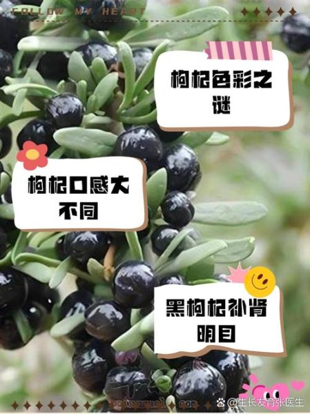 黑枸杞和红枸杞哪个好_黑枸杞与红枸杞的区别-第2张图片-山城妙识 黑枸杞和红枸杞哪个好_黑枸杞与红枸杞的区别-第2张图片-山城妙识