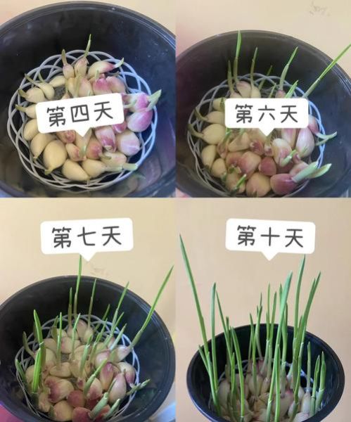 大蒜发芽了怎么种成蒜苗_大蒜发芽种蒜苗的方法-第2张图片-山城妙识 大蒜发芽了怎么种成蒜苗_大蒜发芽种蒜苗的方法-第2张图片-山城妙识