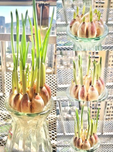 大蒜发芽了怎么种成蒜苗_大蒜发芽种蒜苗的方法-第3张图片-山城妙识 大蒜发芽了怎么种成蒜苗_大蒜发芽种蒜苗的方法-第3张图片-山城妙识