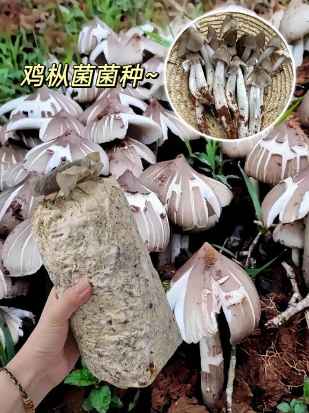 鸡枞菌怎么保存_鸡枞菌多少钱一斤-第1张图片-山城妙识 鸡枞菌怎么保存_鸡枞菌多少钱一斤-第1张图片-山城妙识