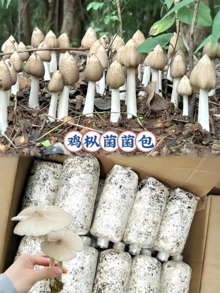 鸡枞菌怎么保存_鸡枞菌多少钱一斤-第2张图片-山城妙识 鸡枞菌怎么保存_鸡枞菌多少钱一斤-第2张图片-山城妙识