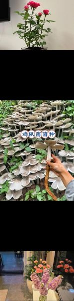 鸡枞菌怎么保存_鸡枞菌多少钱一斤-第3张图片-山城妙识 鸡枞菌怎么保存_鸡枞菌多少钱一斤-第3张图片-山城妙识