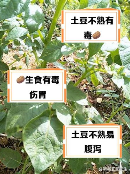 土豆没熟吃了会中毒吗_没熟的土豆吃了会怎样-第3张图片-山城妙识 土豆没熟吃了会中毒吗_没熟的土豆吃了会怎样-第3张图片-山城妙识