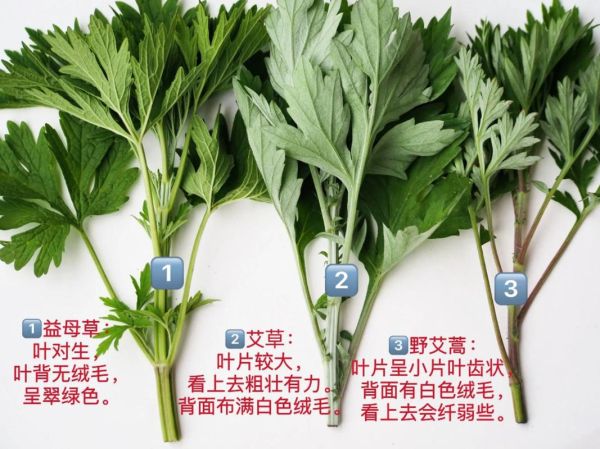 艾草叶图片怎么辨别真假_艾草叶图片高清细节有哪些-第3张图片-山城妙识 艾草叶图片怎么辨别真假_艾草叶图片高清细节有哪些-第3张图片-山城妙识