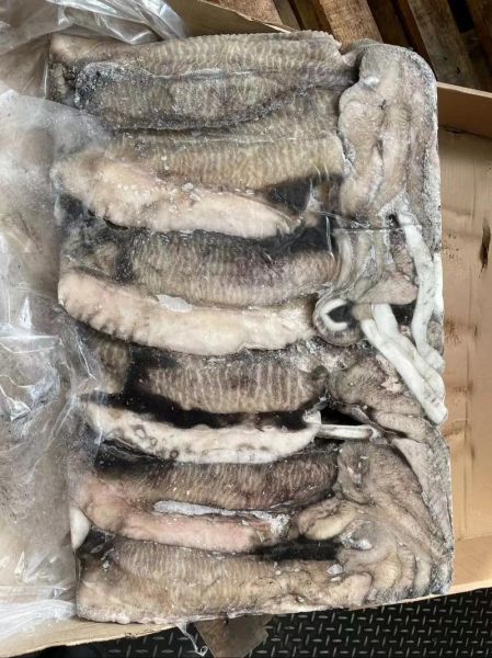 目鱼图片大全_目鱼长什么样-第2张图片-山城妙识 目鱼图片大全_目鱼长什么样-第2张图片-山城妙识