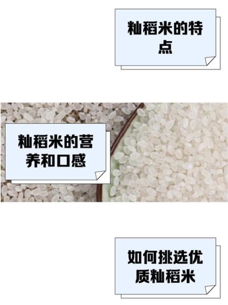 籼米是什么米_籼米读音怎么读-第1张图片-山城妙识 籼米是什么米_籼米读音怎么读-第1张图片-山城妙识