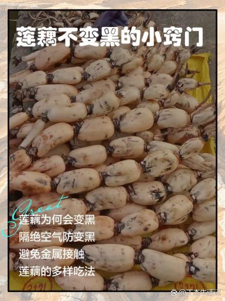 莲藕怎么挑选_莲藕怎么保存不变黑-第1张图片-山城妙识 莲藕怎么挑选_莲藕怎么保存不变黑-第1张图片-山城妙识